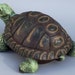 Turtle Urn *tortoise Sculpture Pet Ashes Holder *unique Memorial Casket ...