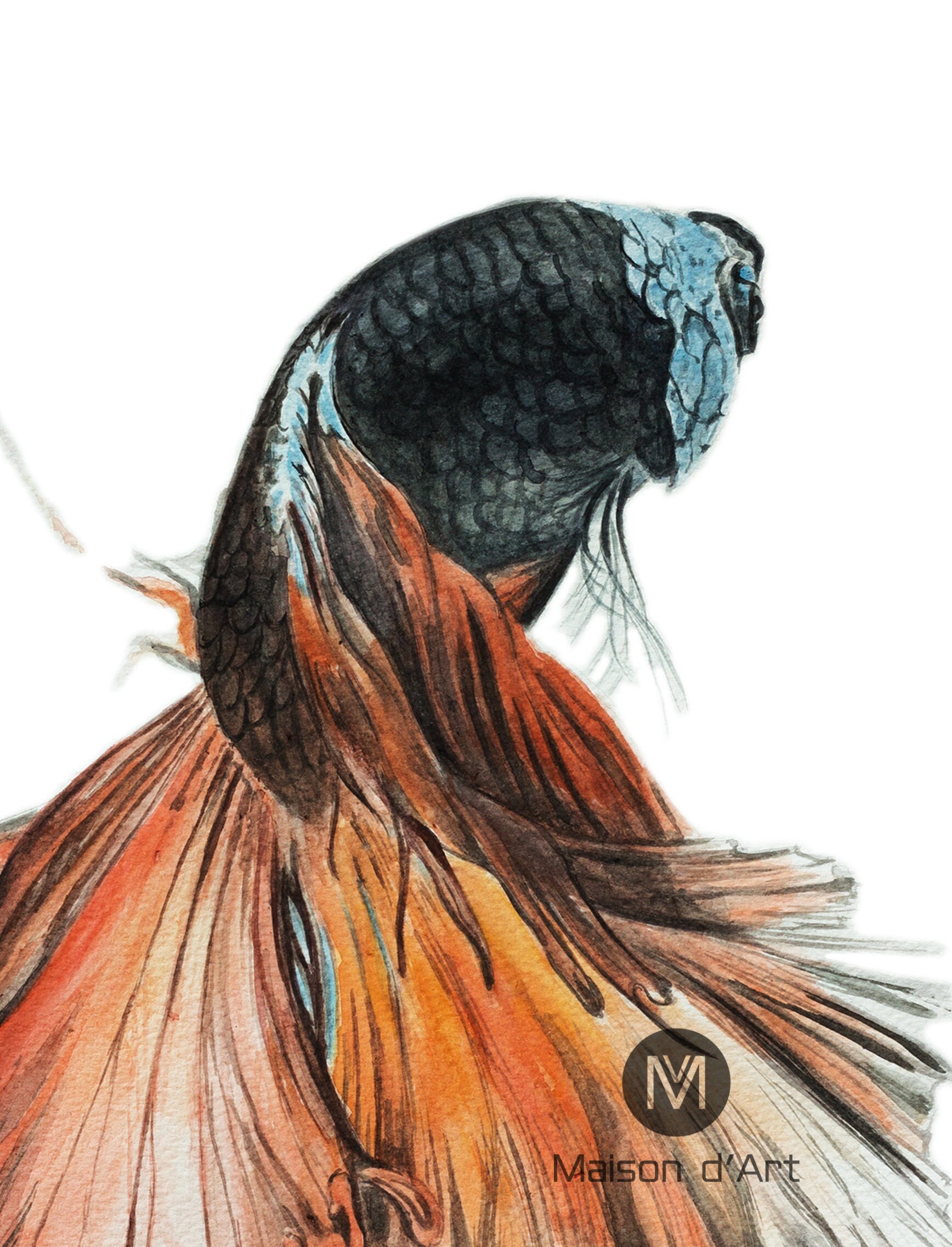 Betta Fish, Fight Fish, PRINT, Wall Art,watercolor Painting ...