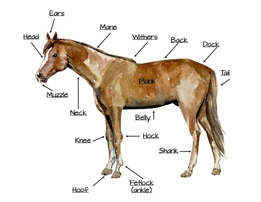 Horse Anatomy - Etsy