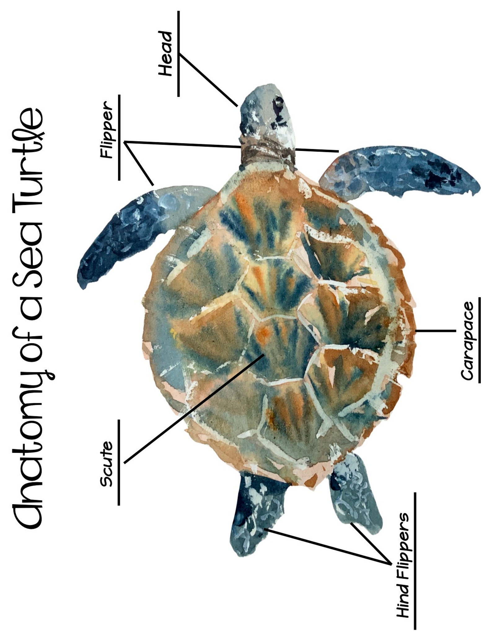 Sea Turtle Mini Study - Etsy