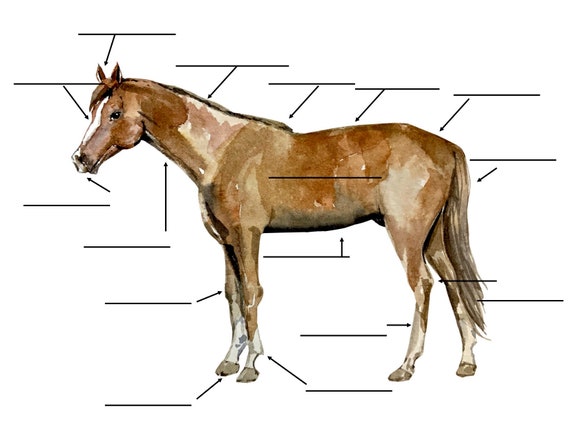 Horses Anatomy Diagram The Barn Rat Blog THE BARN RAT