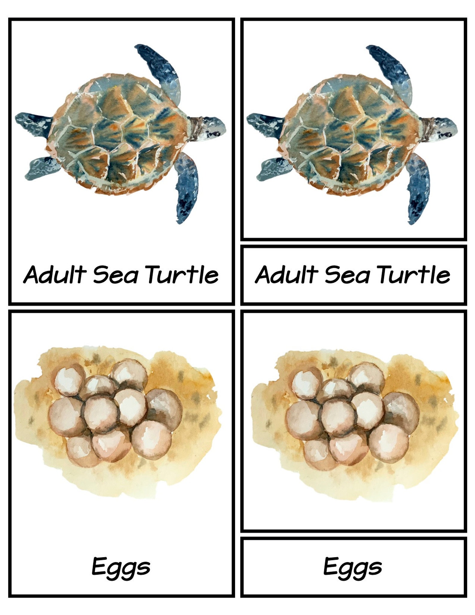 Sea Turtle Mini Study - Etsy