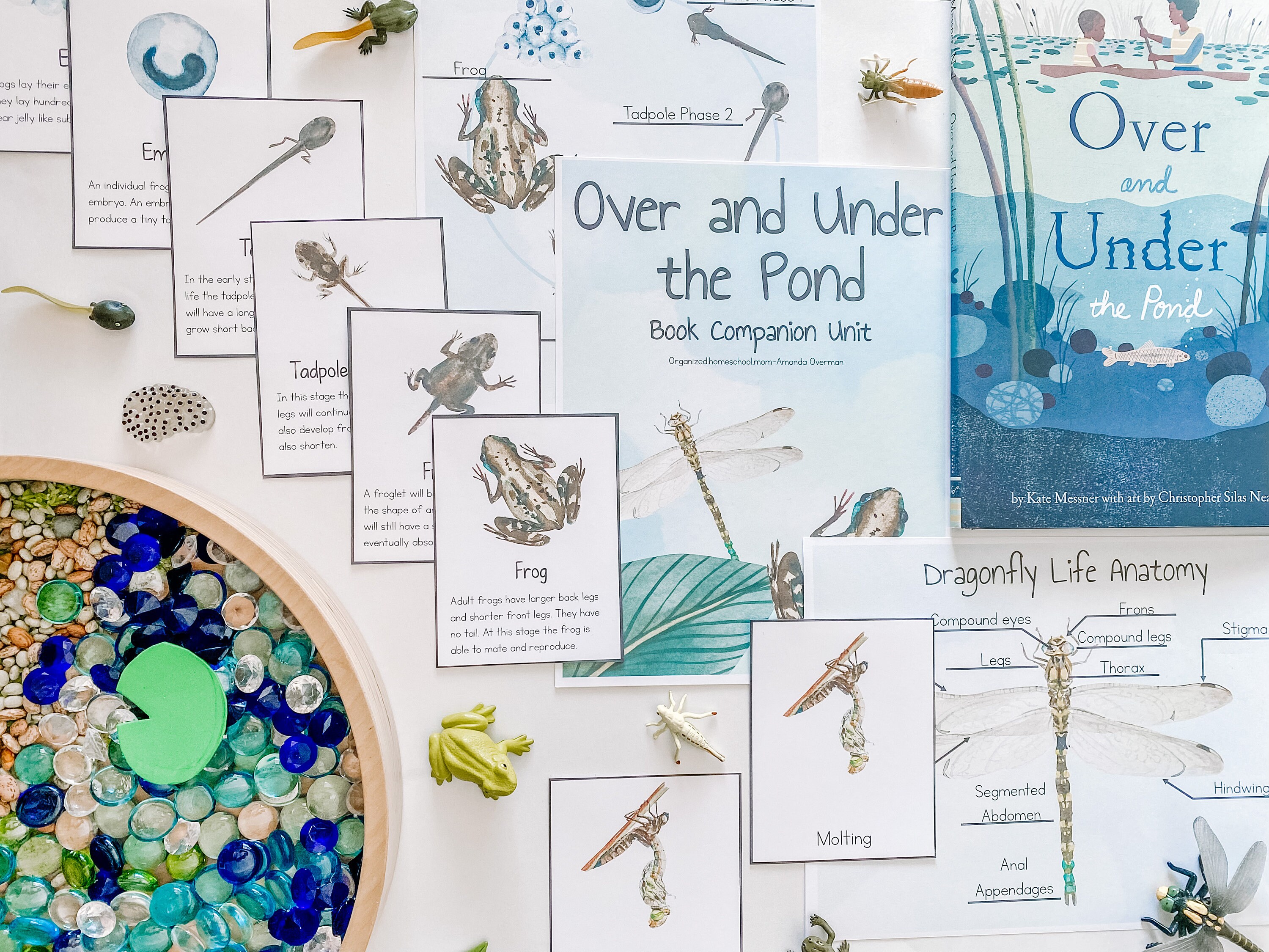 Over and Under the Pond Book Companion Unit - Etsy