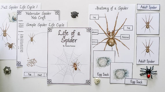 Life of a Spider Mini Unit - Etsy