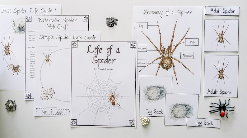 Life of a Spider Mini Unit - Etsy