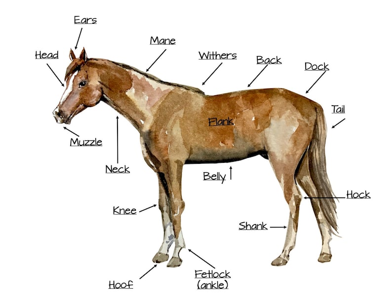 Horse Anatomy - Etsy