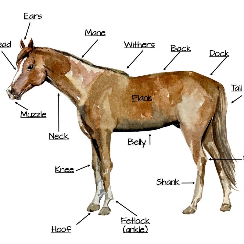 Horse Anatomy - Etsy