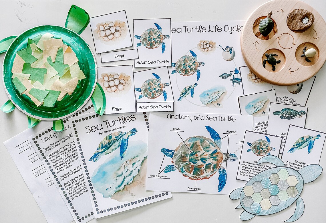 Sea Turtle Mini Study - Etsy
