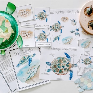Sea Turtle Mini Study - Etsy
