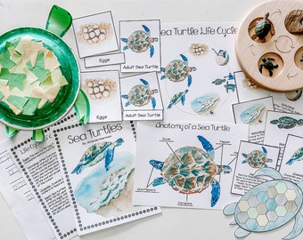 Sea Turtle Lesson Plan for Co-op, Homeschool or Classroom Study Unit ...