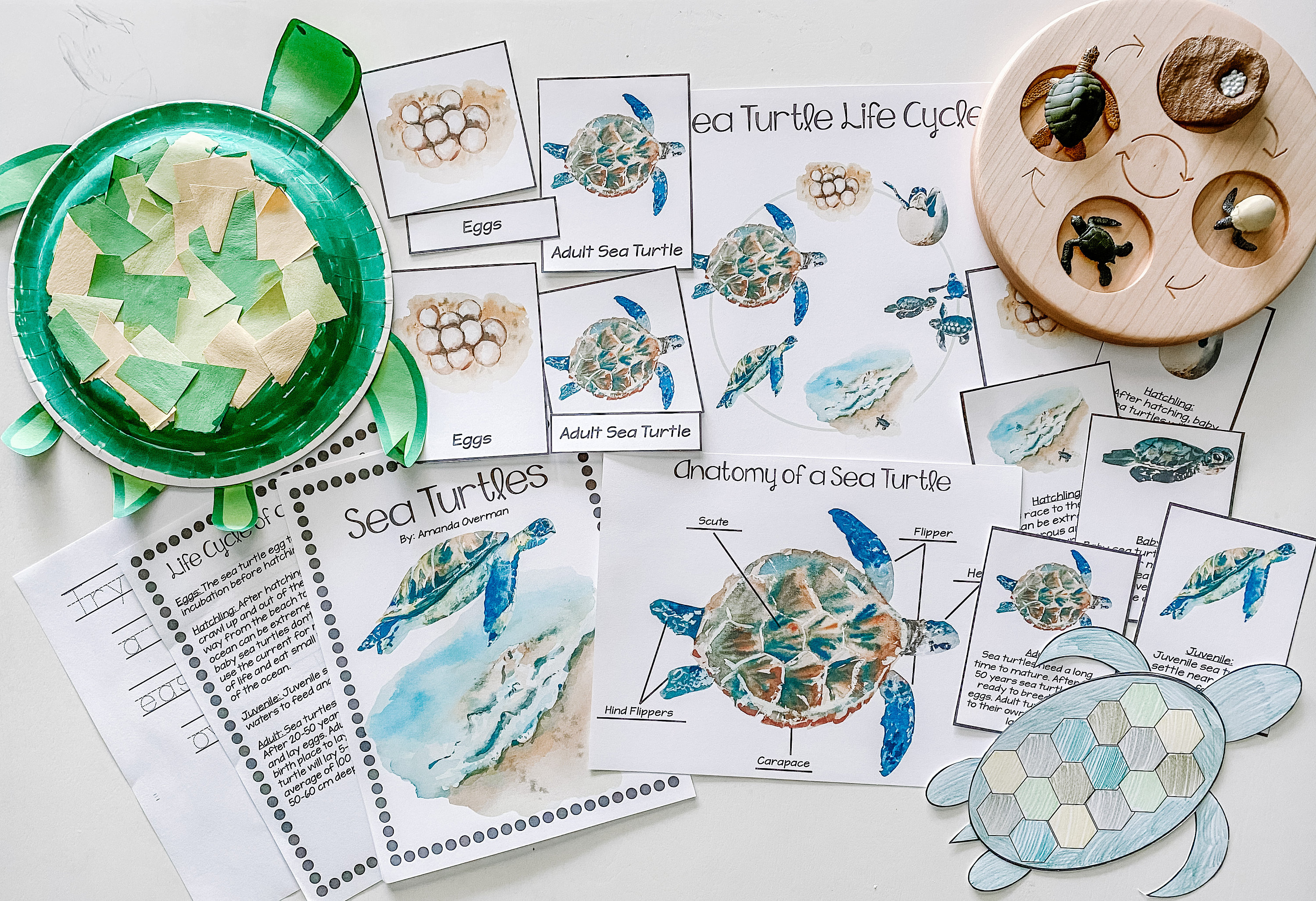 Sea Turtle Mini Study - Etsy