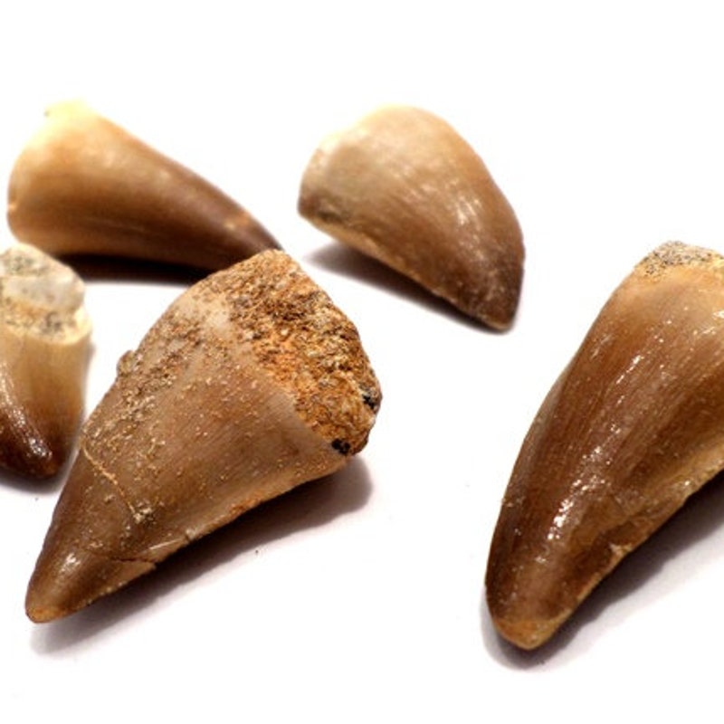 Fossil Teeth - Etsy