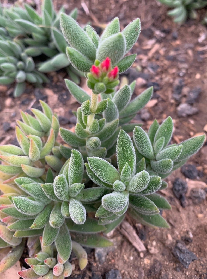 Crassula Mesembryanthemoides tenelli 'suprise | Etsy
