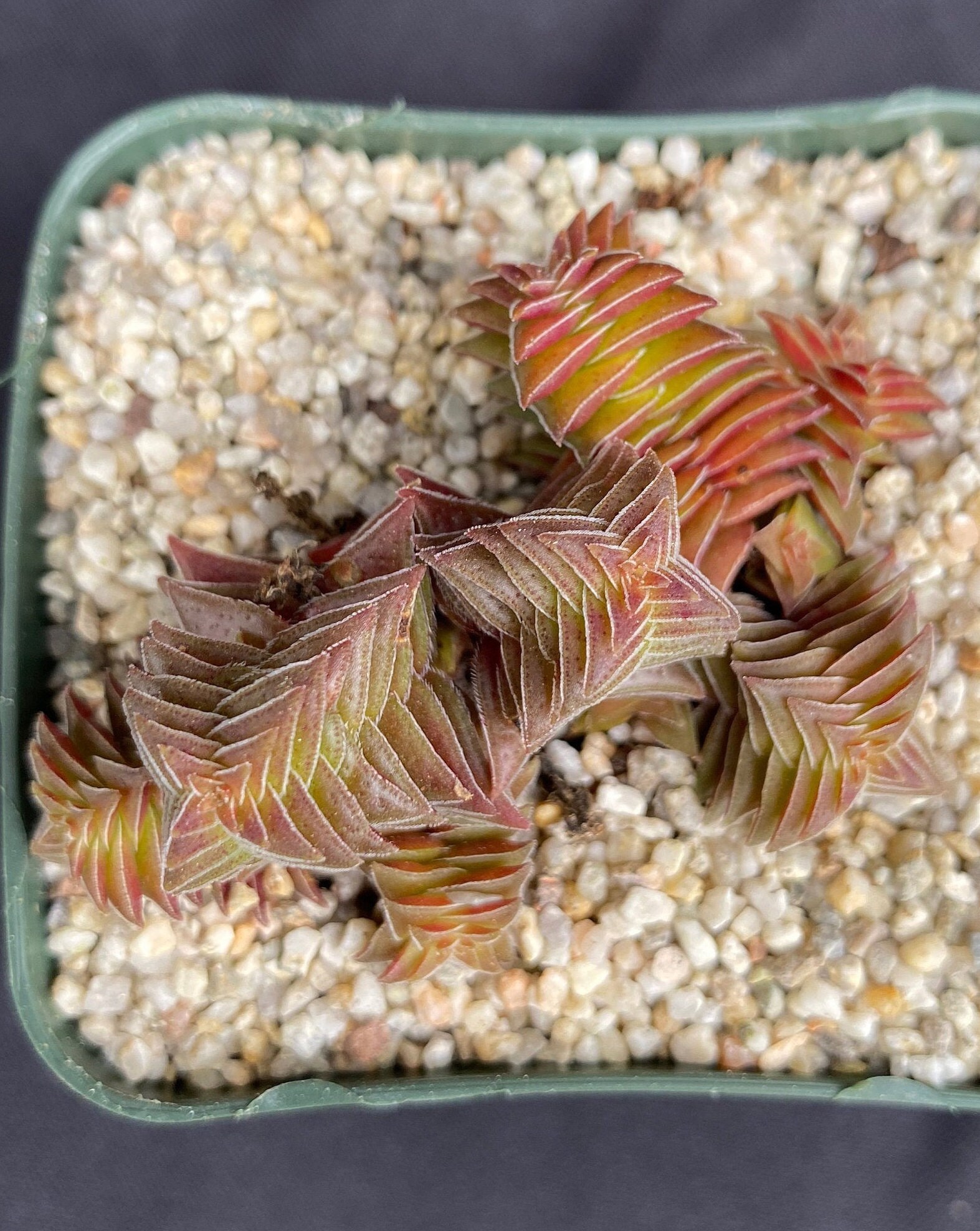 Crassula Tabularis Pagoda Village Rare Succulent Etsy Canada crassula-tabularis-pagoda-village-rare-succulent-etsy-canada