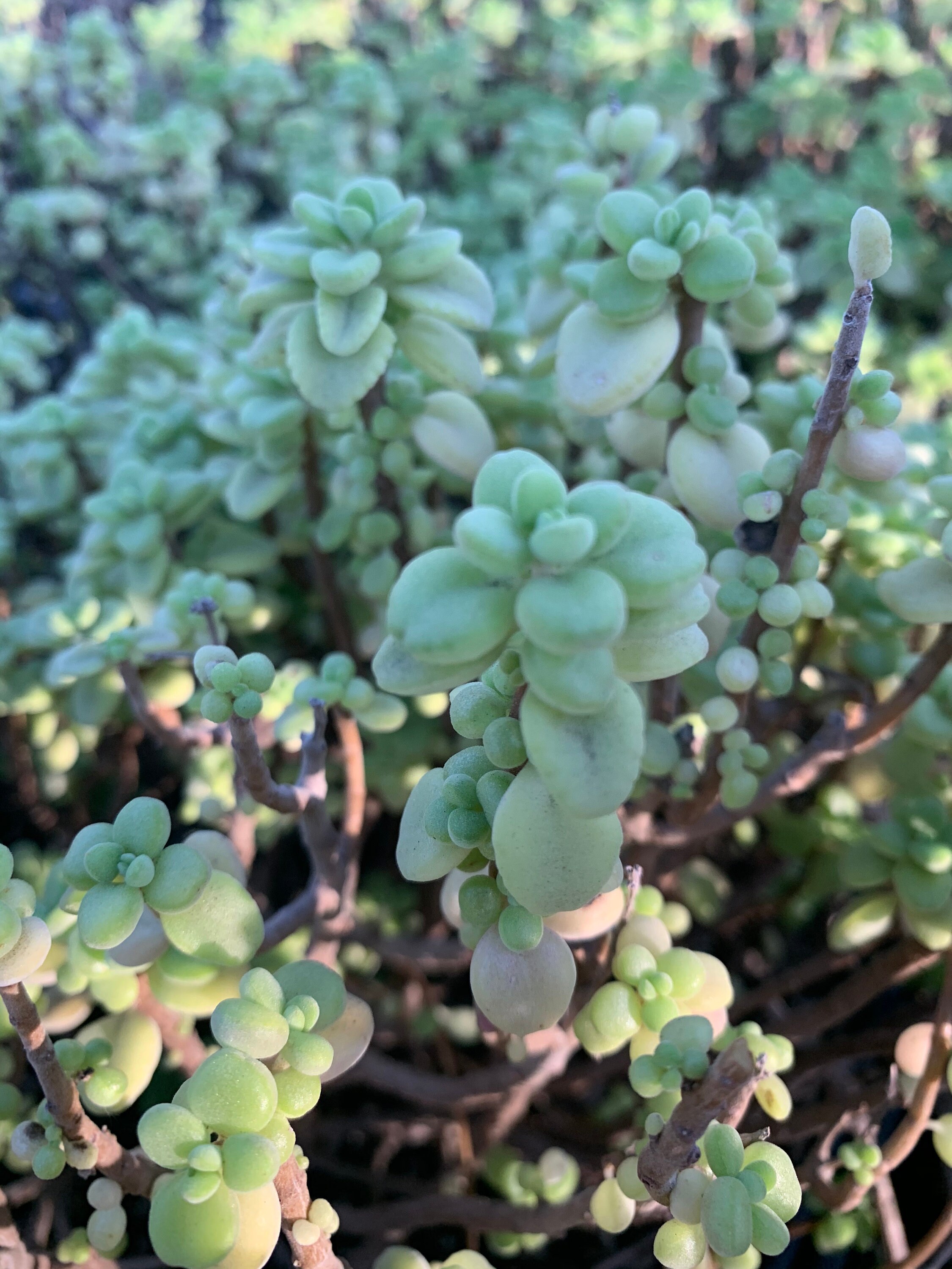 Plectranthus Socotranus 'mint of Socotra' - Etsy