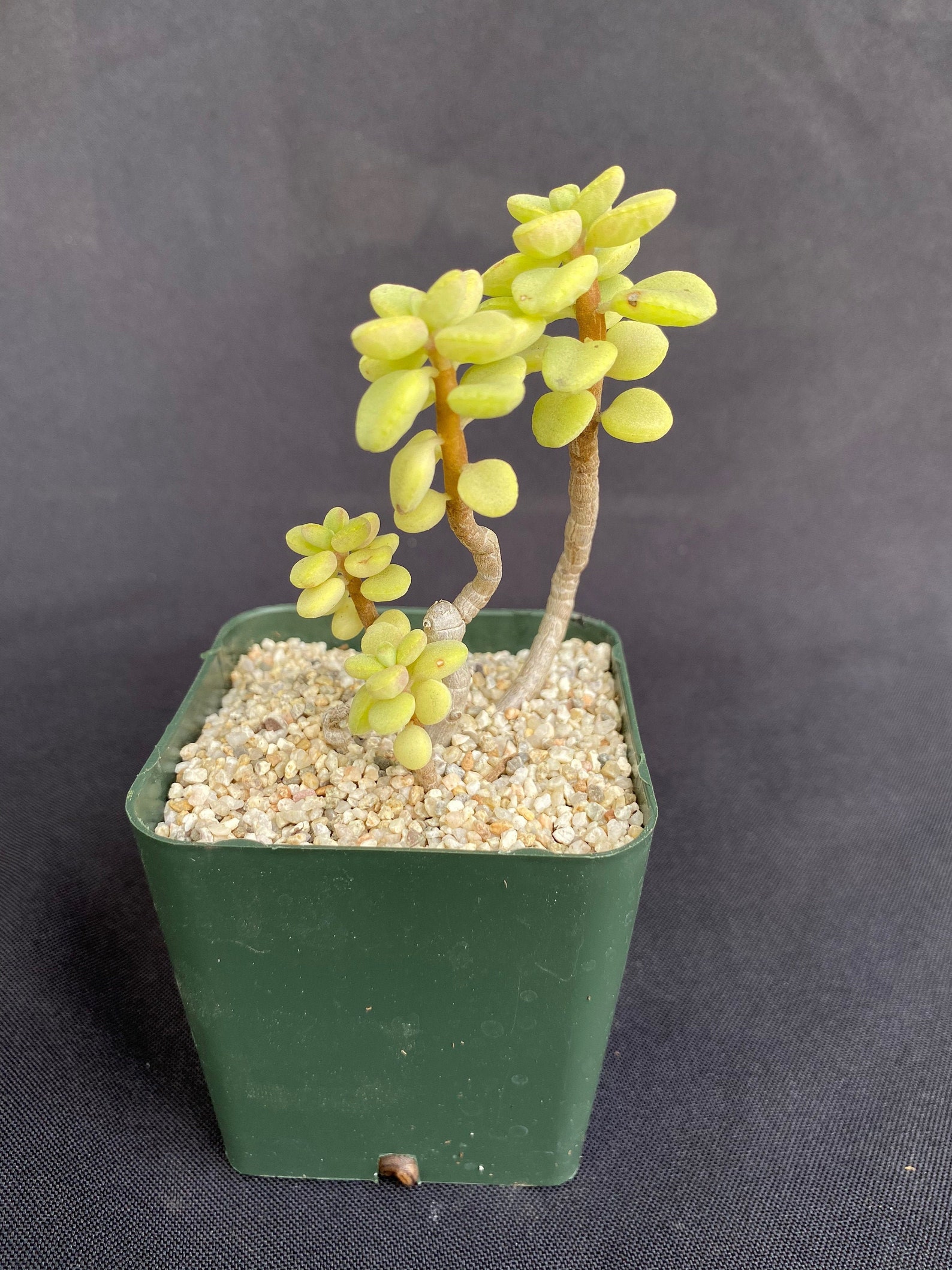 Plectranthus Socotranus 'mint of Socotra' - Etsy