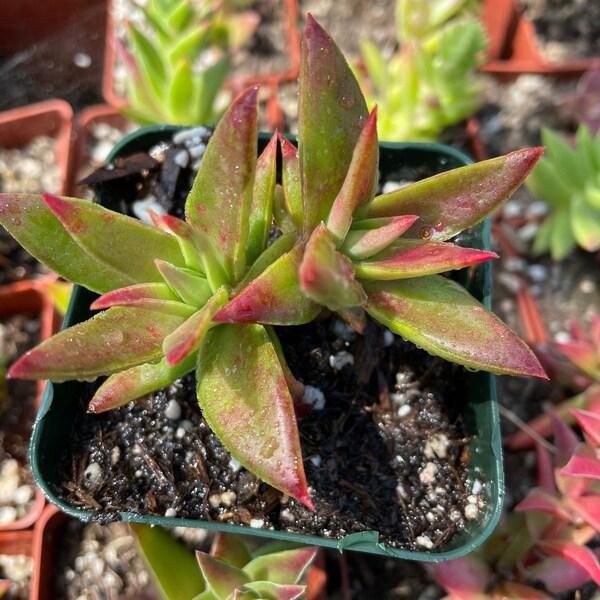Red Pagoda Crassula - Etsy