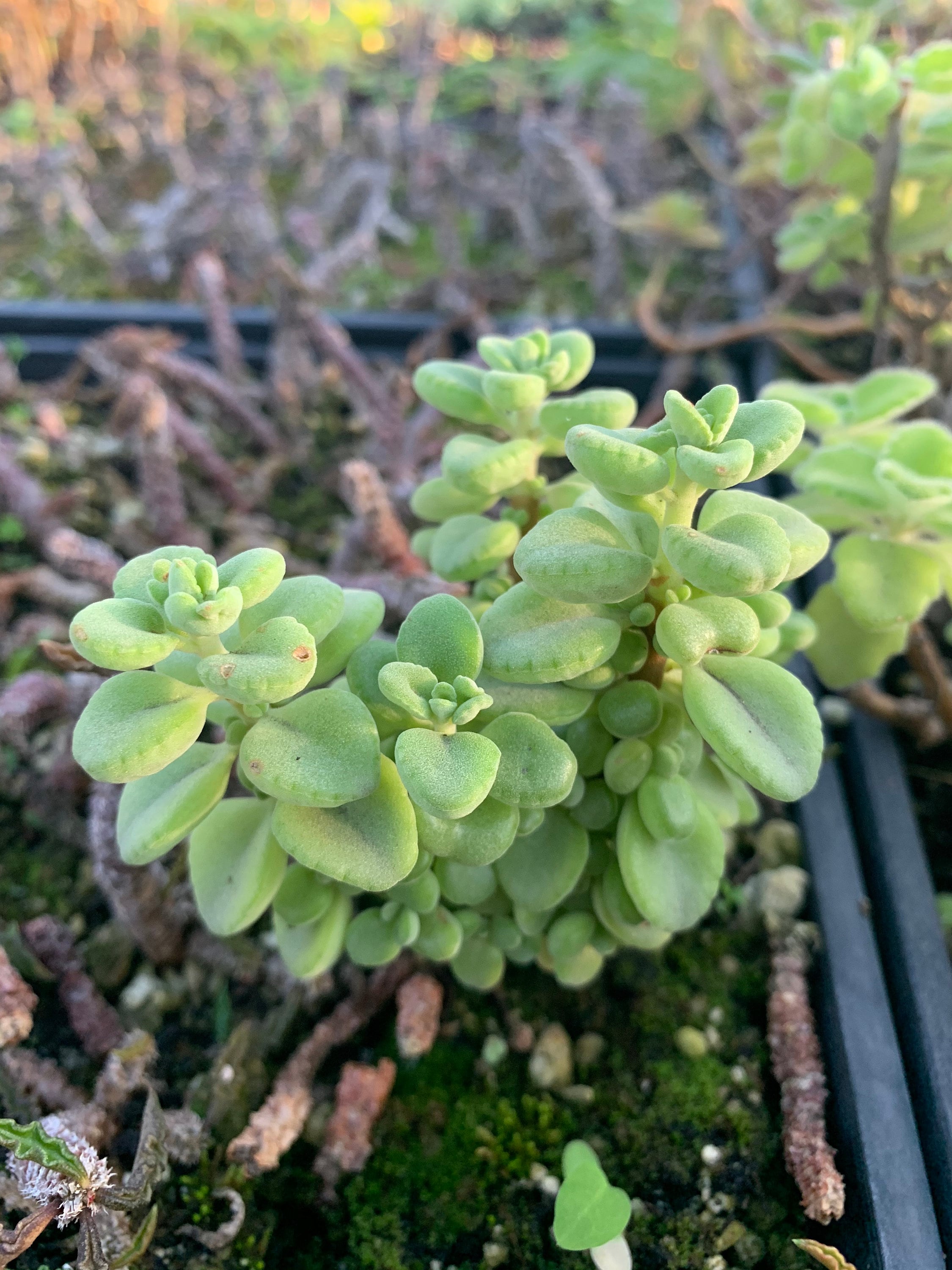 Plectranthus Socotranus 'mint of Socotra' - Etsy