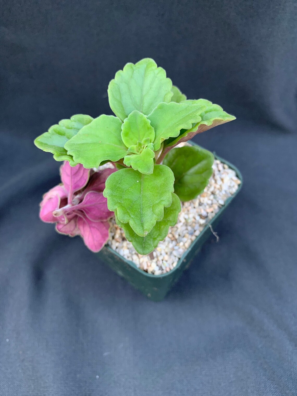 Plectranthus Very Rare Unknown Name 1 Etsy plectranthus-very-rare-unknown-name-1-etsy