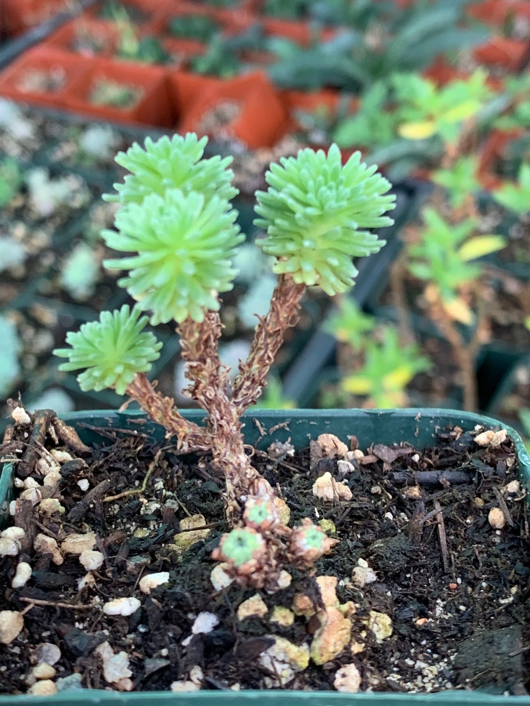 Sedum Multiceps miniature Joshua Tree Rare Succulent - Etsy