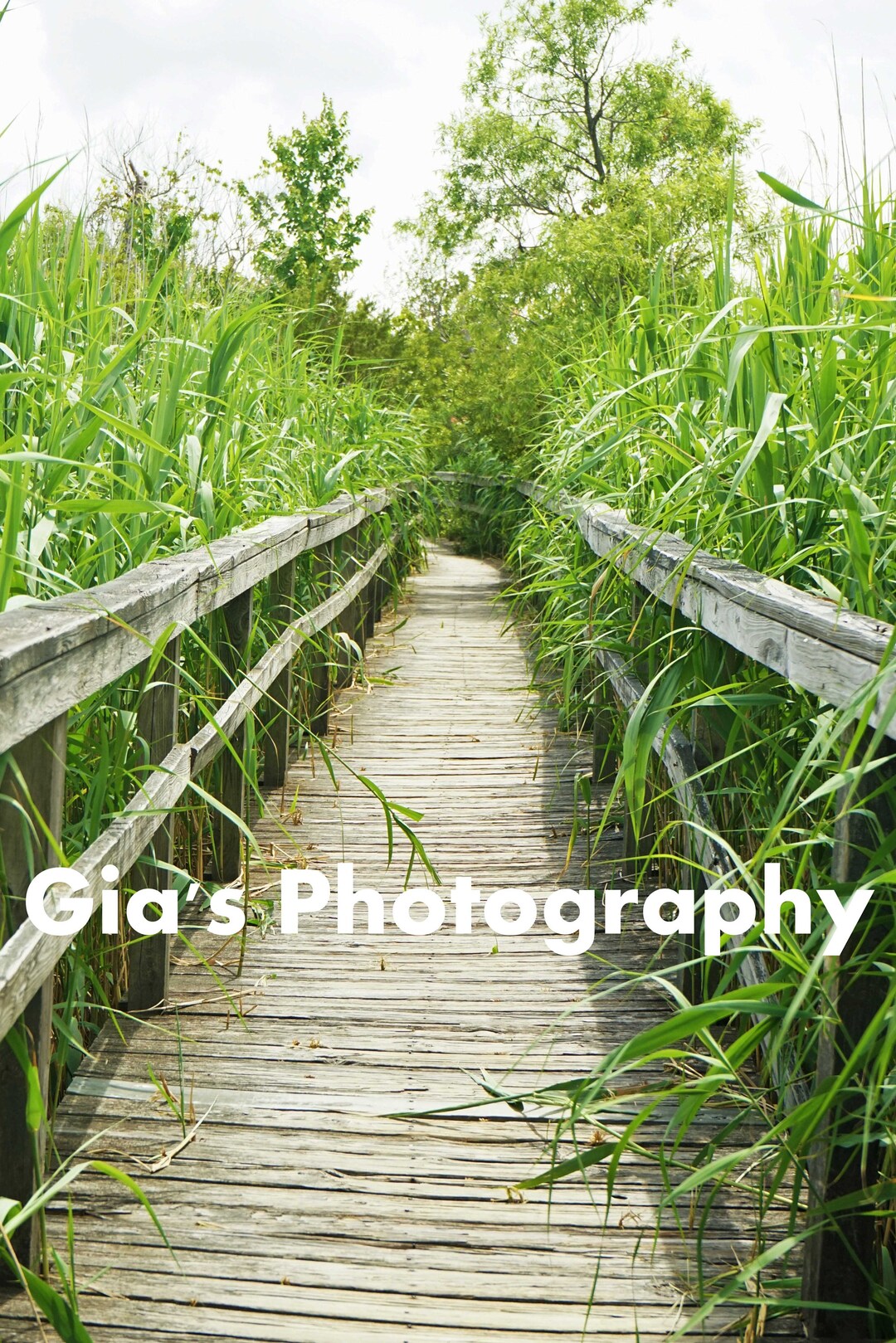 Currituck Banks Reserve Photo - Etsy