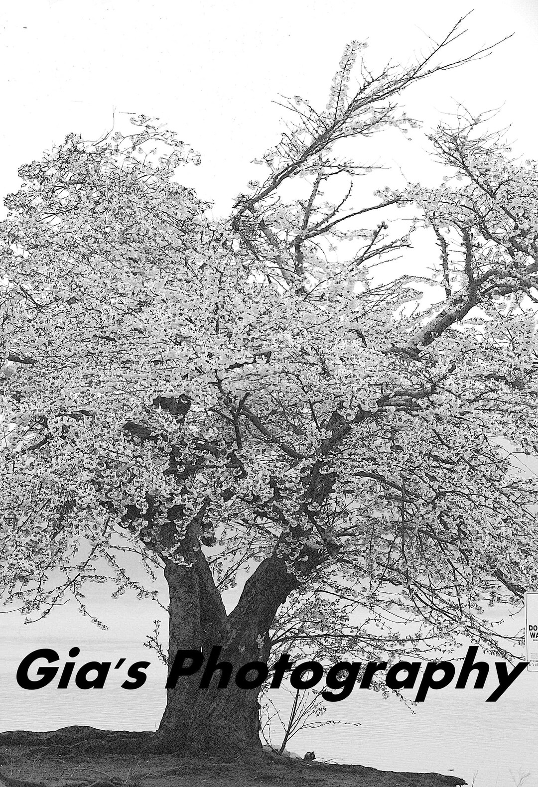 Tree Photo - Etsy