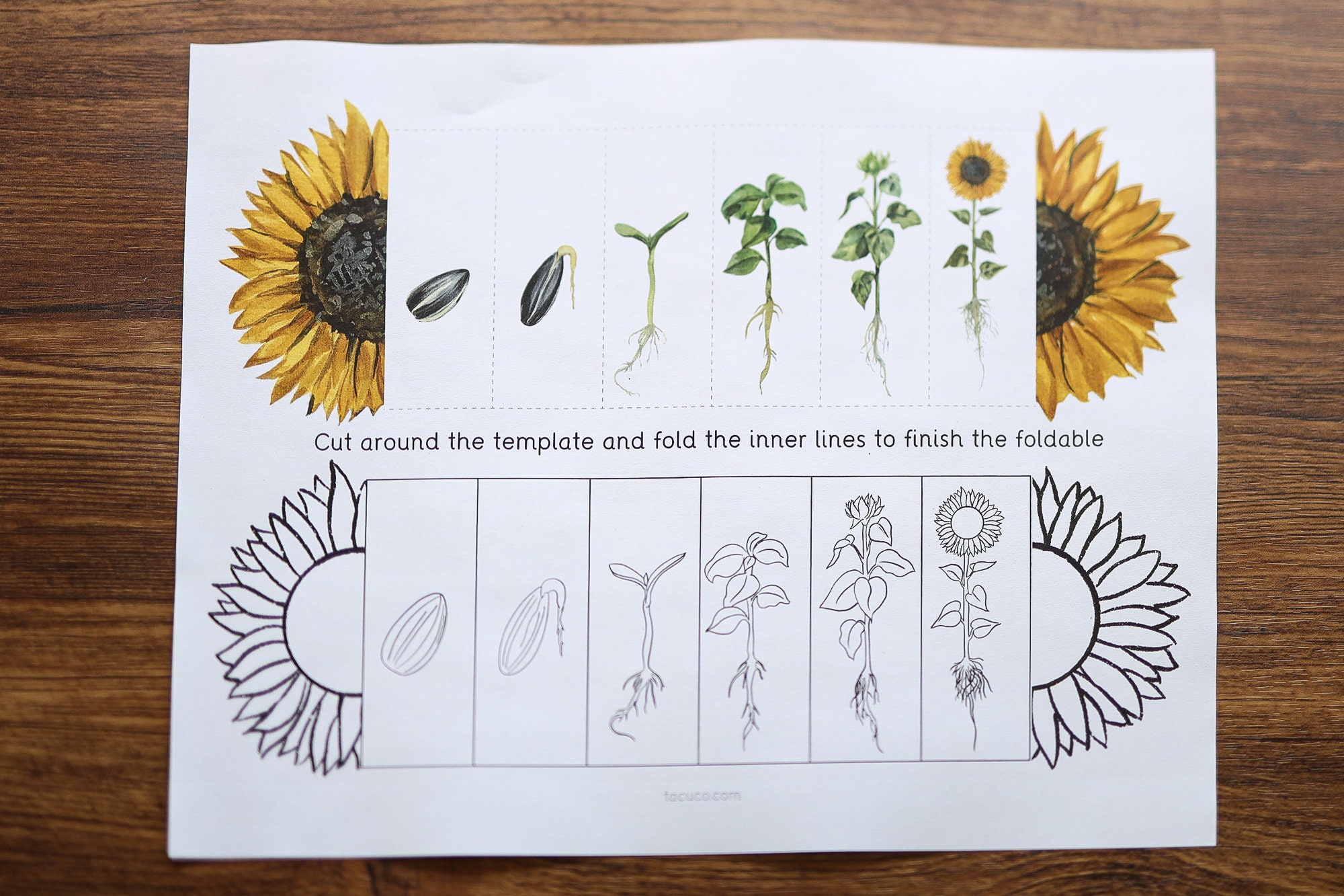 Sunflower Life Cycle Unit Homeschool and Preschool Printable - Etsy