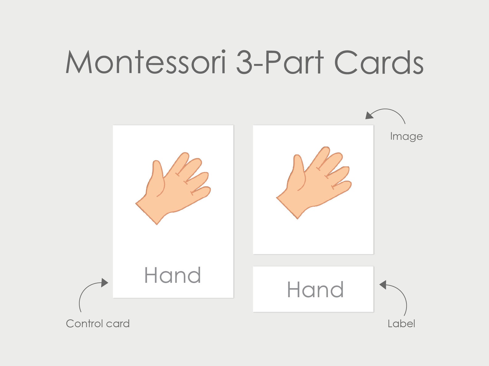 Human Body Study Flashcards and Match Activity Diversity for Kids Body ...