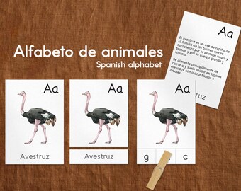 Spanish Flashcards - Etsy
