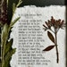 Be Still My Anxious Heart Poem, Pressed Flower Art - Etsy