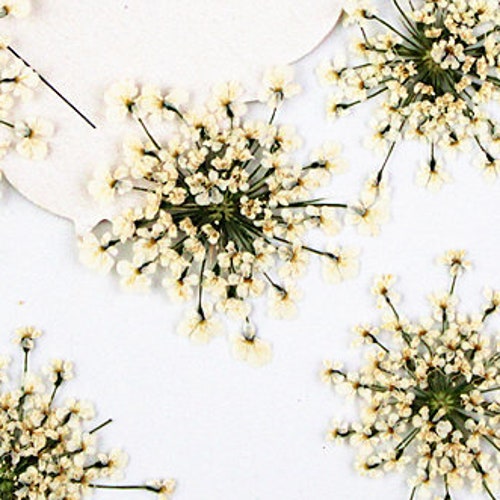 10 Pieces Dried Flowers DIY Resin Craft Fillers Pressed - Etsy