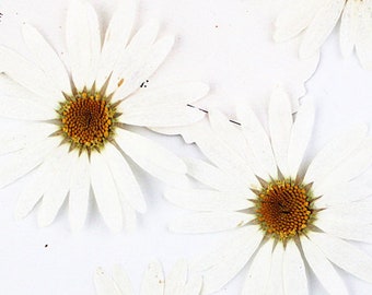 10pcs Dried Flower DIY Resin Craft Fillers Pressed Flowers - Etsy