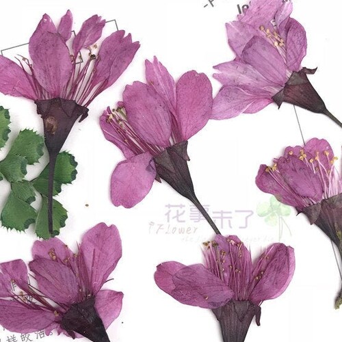 10 Pieces Dried Leaves DIY Resin Craft Fillers Pressed Flowers - Etsy