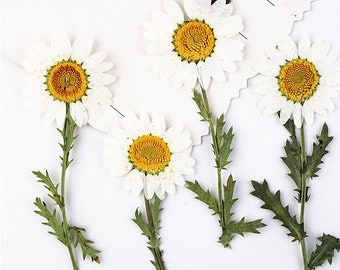 10pcs Dried Flower DIY Resin Craft Fillers Pressed Flowers - Etsy