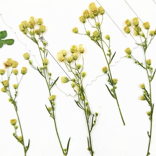 10 Pieces Dried Flowers DIY Resin Craft Fillers Pressed - Etsy