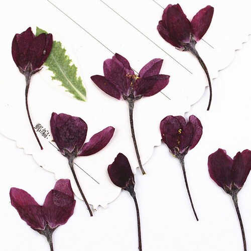 10 Pieces Dried Leaves DIY Resin Craft Fillers Pressed Flowers - Etsy