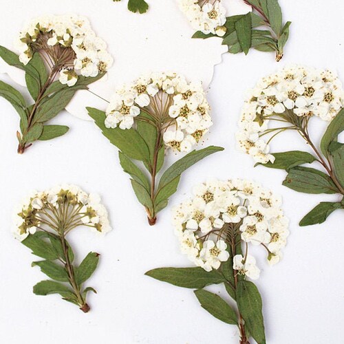 8 Pcs Dried Lavender DIY Resin Craft Fillers Pressed Flowers | Etsy