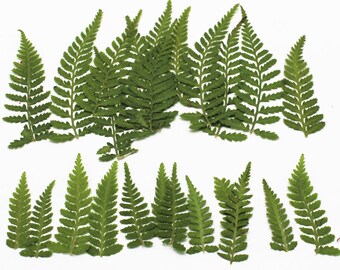 8 Pcs Dried Lavender DIY Resin Craft Fillers Pressed Flowers Slime ...