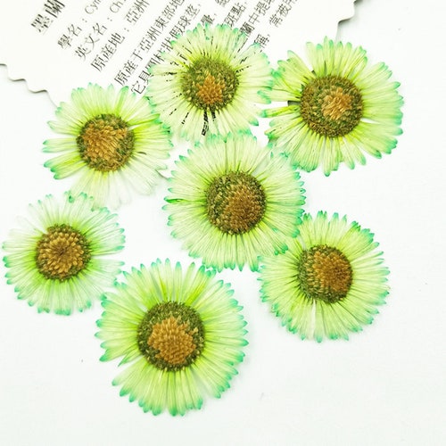 8 Pcs Dried Lavender DIY Resin Craft Fillers Pressed Flowers - Etsy