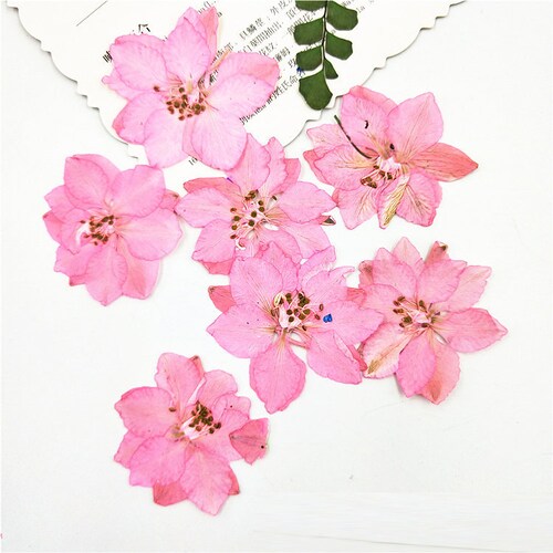 10 Pieces Dried Flowers DIY Resin Craft Fillers Pressed - Etsy