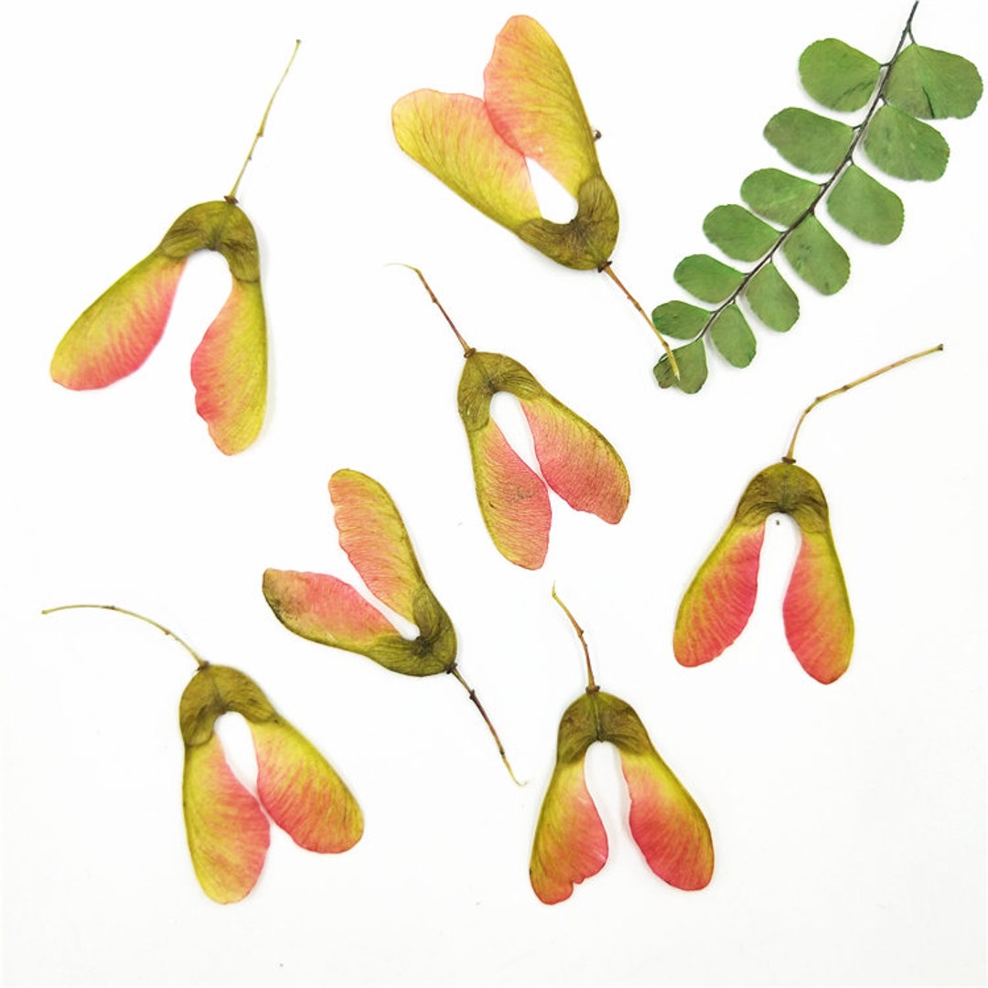 12 Pcs Dried Flower DIY Resin Craft Fillers Pressed Flowers - Etsy