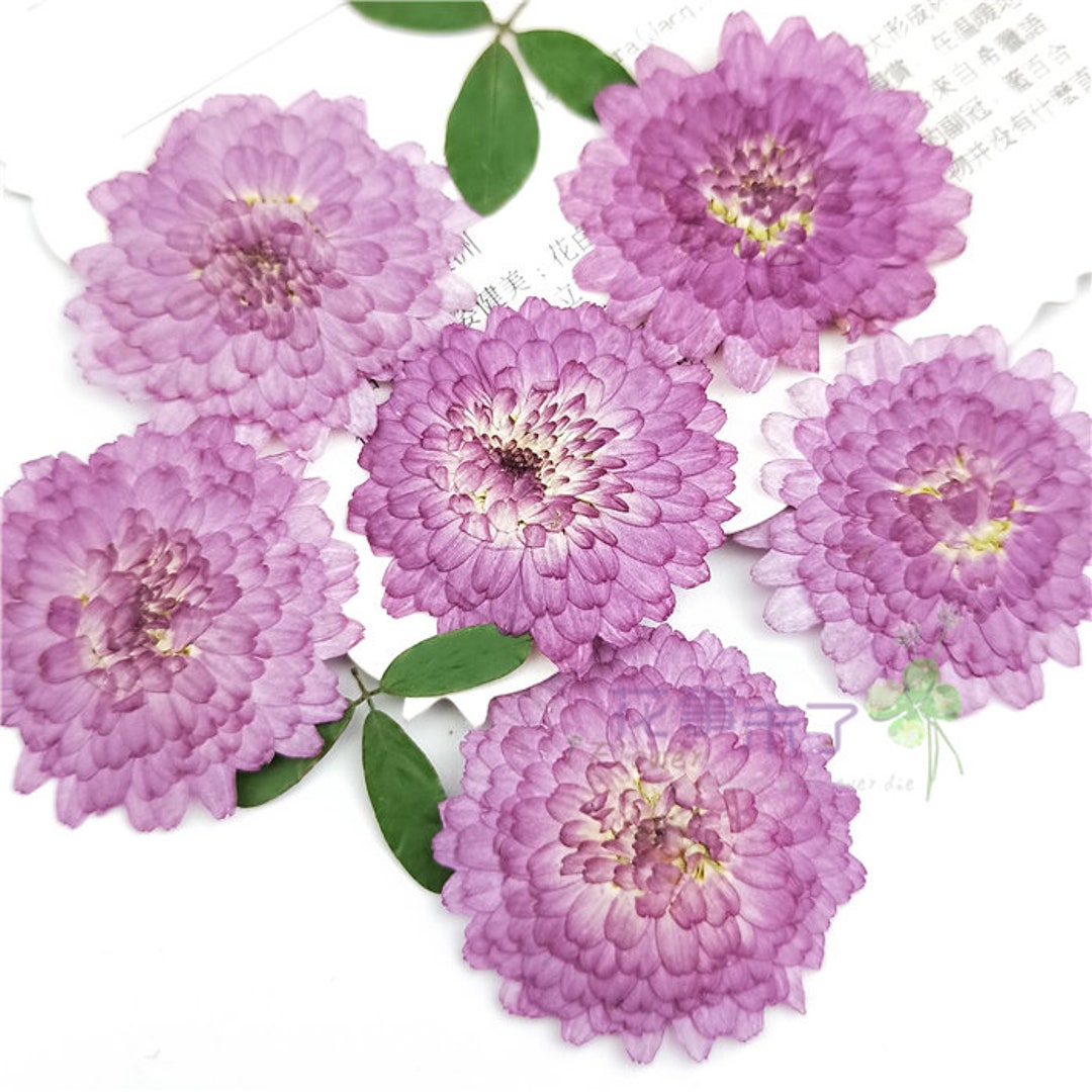 12 Pcs Dried Flowers DIY Resin Craft Fillers Pressed Flowers Slime ...