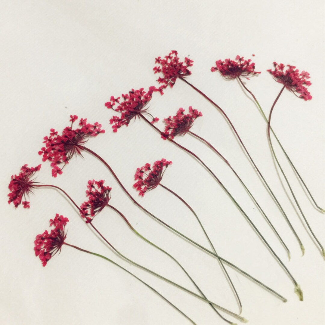 10 Pieces Dried Flowers DIY Resin Craft Fillers Pressed Flowers Slime ...