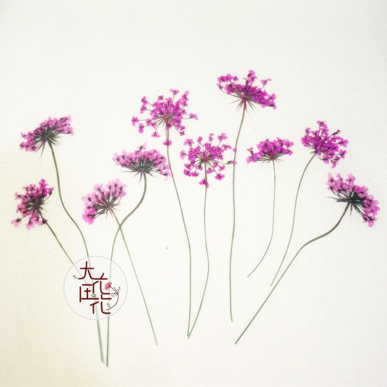 10 Pieces Dried Flowers DIY Resin Craft Fillers Pressed - Etsy