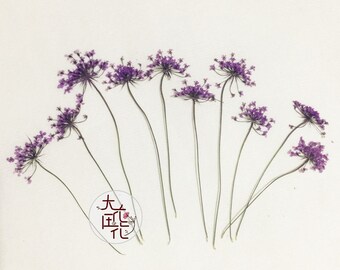 12 Pieces Dried Flowers DIY Resin Craft Fillers Pressed | Etsy