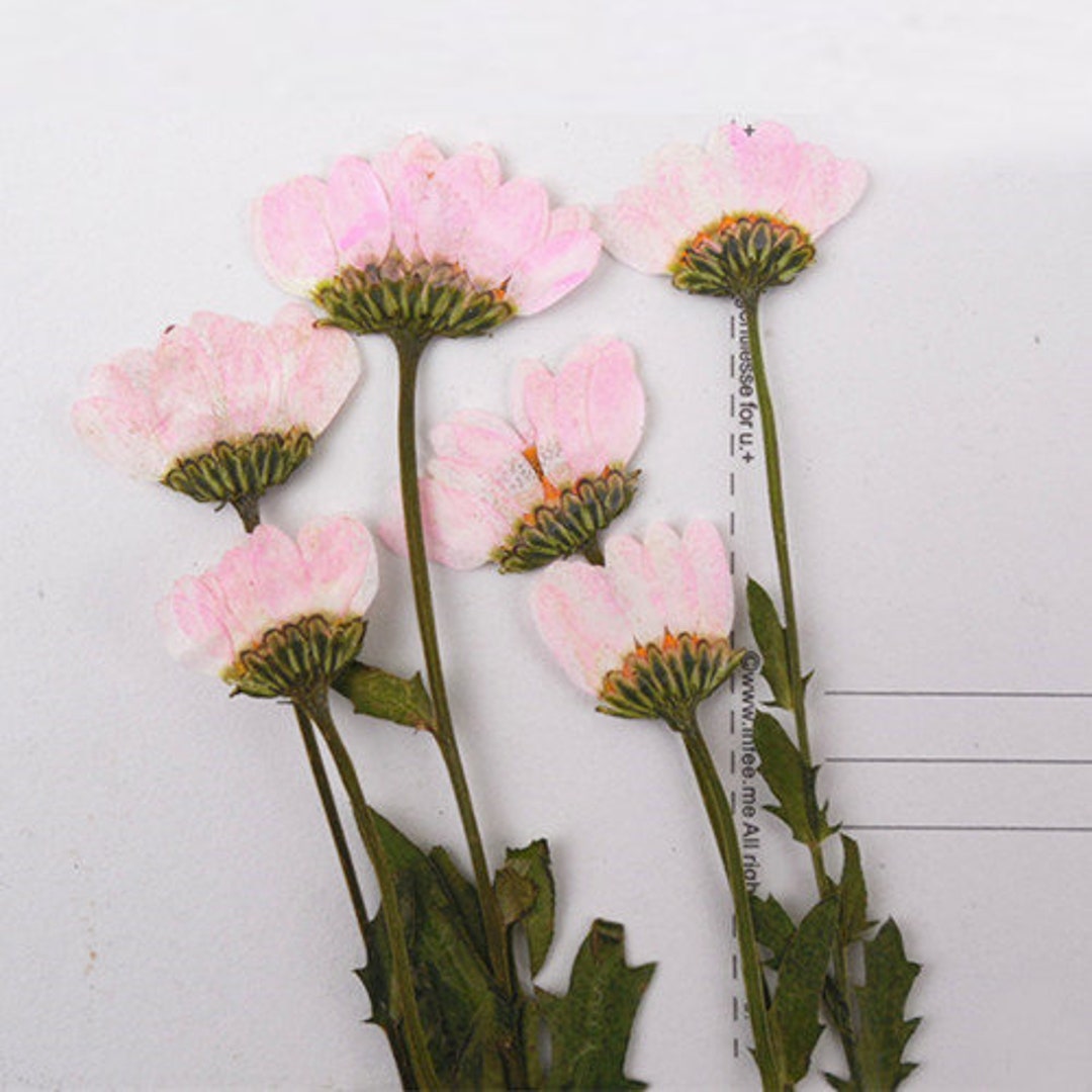 10pcs Dried Flower DIY Resin Craft Fillers Pressed Flowers - Etsy