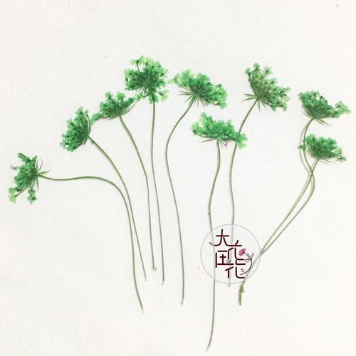 10 Pieces Dried Flowers DIY Resin Craft Fillers Pressed - Etsy