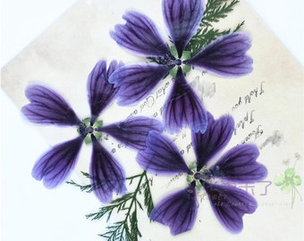 10pcs Dried Flower DIY Resin Craft Fillers Pressed Flowers | Etsy