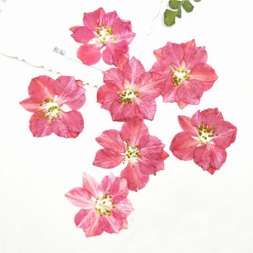 10 Pieces Dried Flowers DIY Resin Craft Fillers Pressed - Etsy