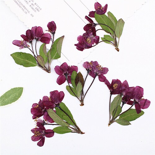 8 Pcs Dried Lavender DIY Resin Craft Fillers Pressed Flowers - Etsy
